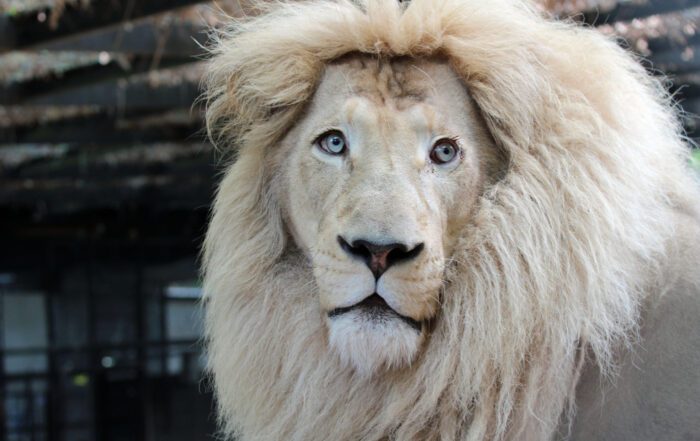 Our Residents - In-Sync Exotics