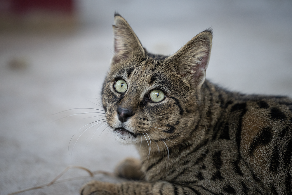Meet Blue the Savannah Cat | In-Sync Exotics Wildlife Rescue
