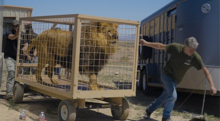 A new bill in Congress puts big cats at risk - In-Sync Exotics